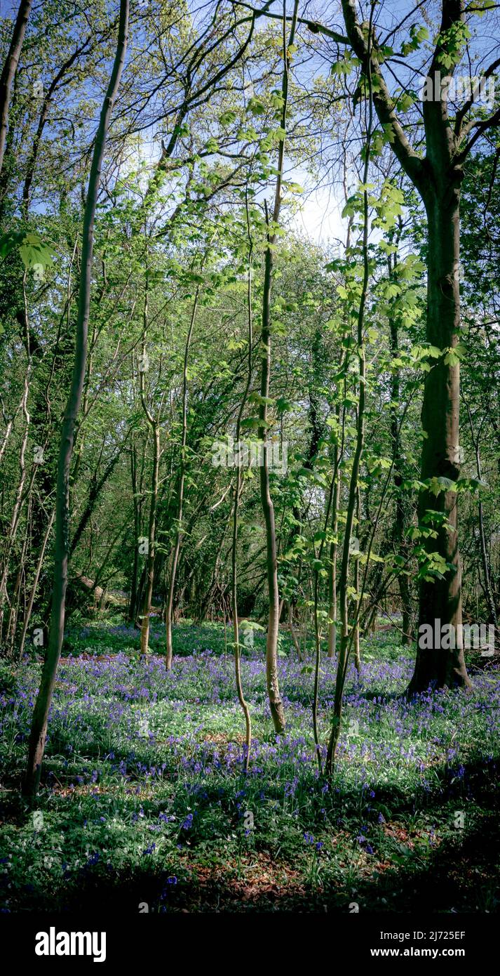Clanfield hi-res stock photography and images - Alamy
