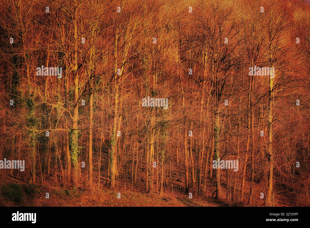 Wald in Herbst Stock Photo - Alamy