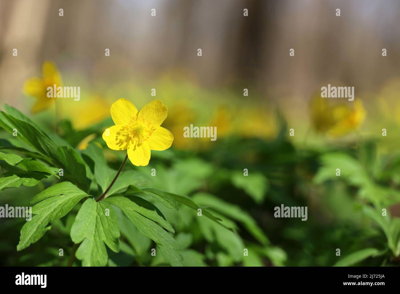 Spring flowers in a forest, yellow anemone buttercup in sunlight ...