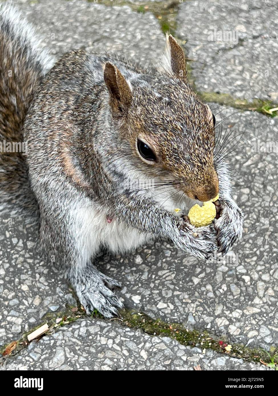 Little squirrel eating snack at Central Park, New York. USA Stock Photo ...
