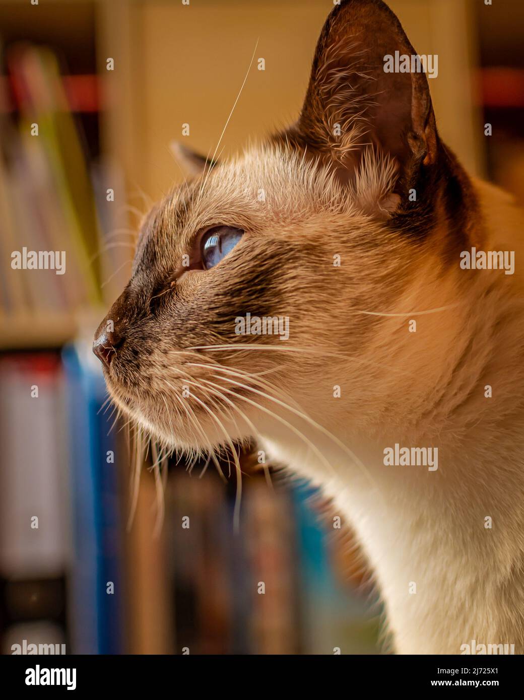 Katze von der seite hi-res stock photography and images - Alamy