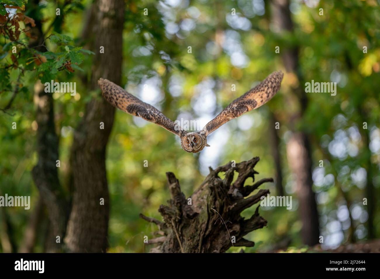 Flying owl over uprooted tree root. Long-eared owl with spread wings in ...