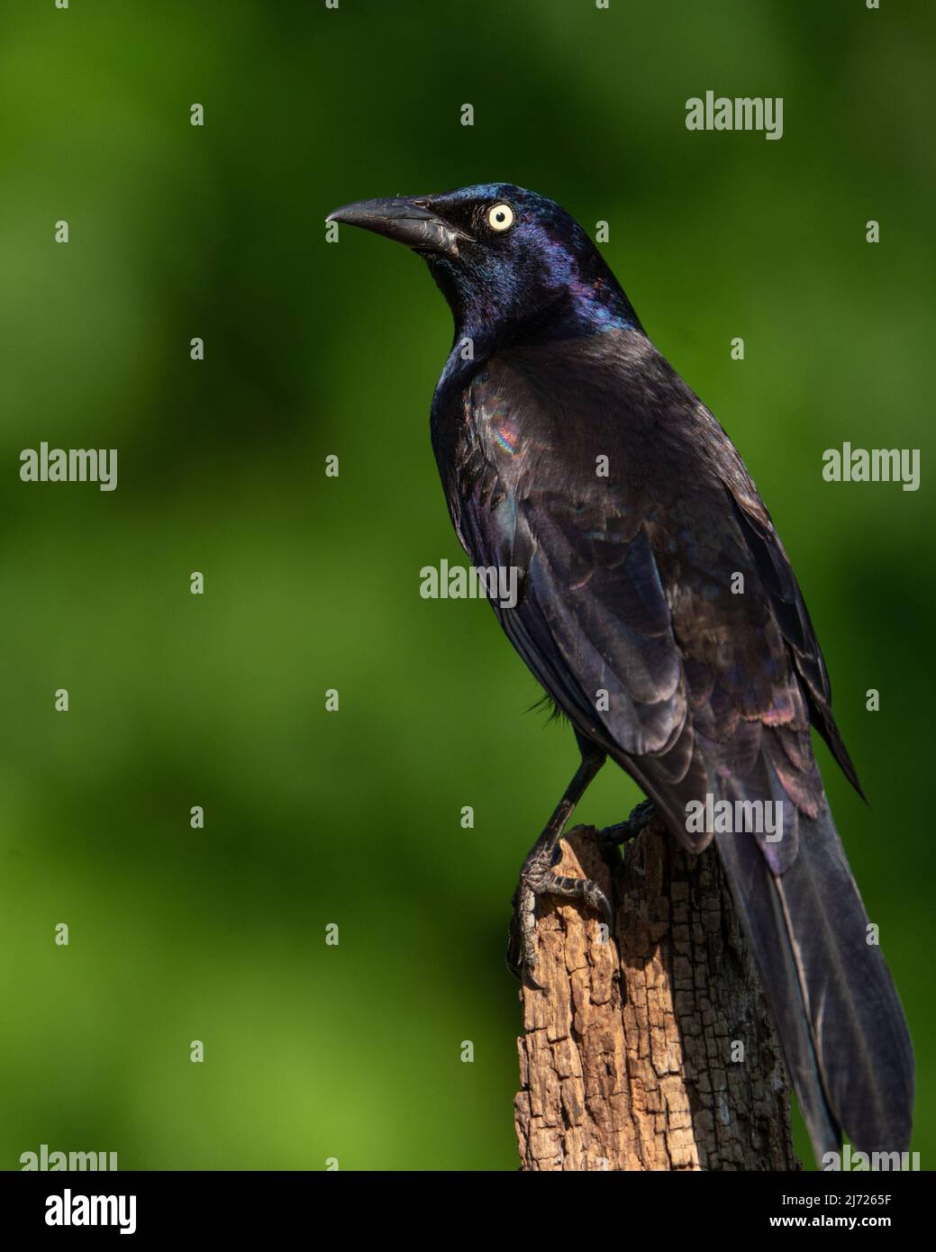Grackle bird hi-res stock photography and images - Alamy