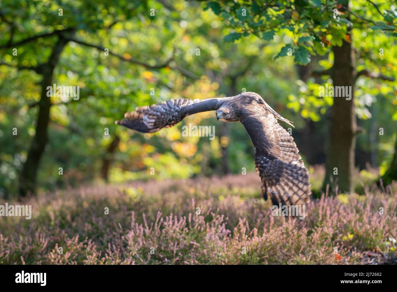 Deciduous Forest Birds Flying