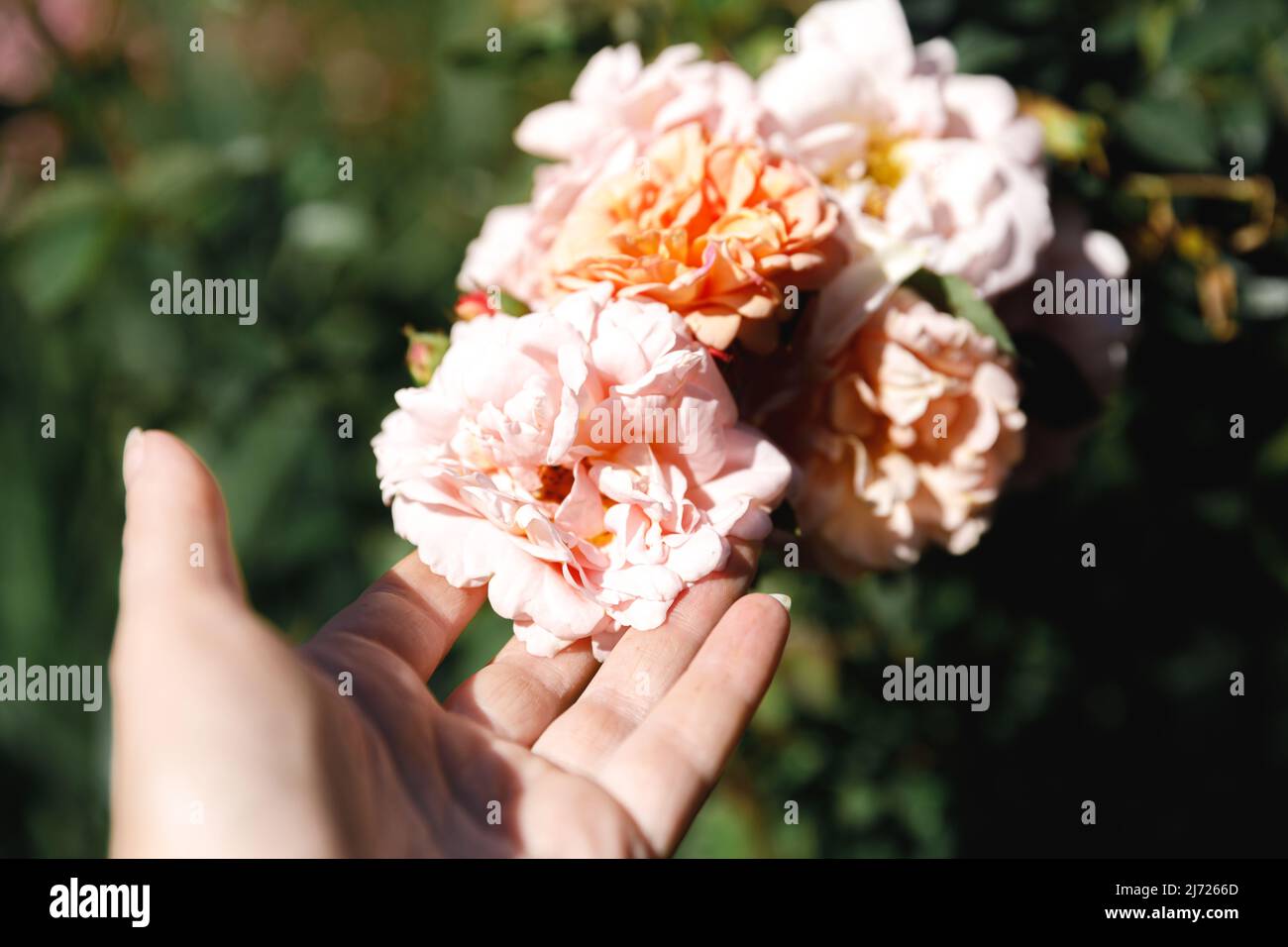 Woman hand holding pink rose flowers in rockery in summer time ...