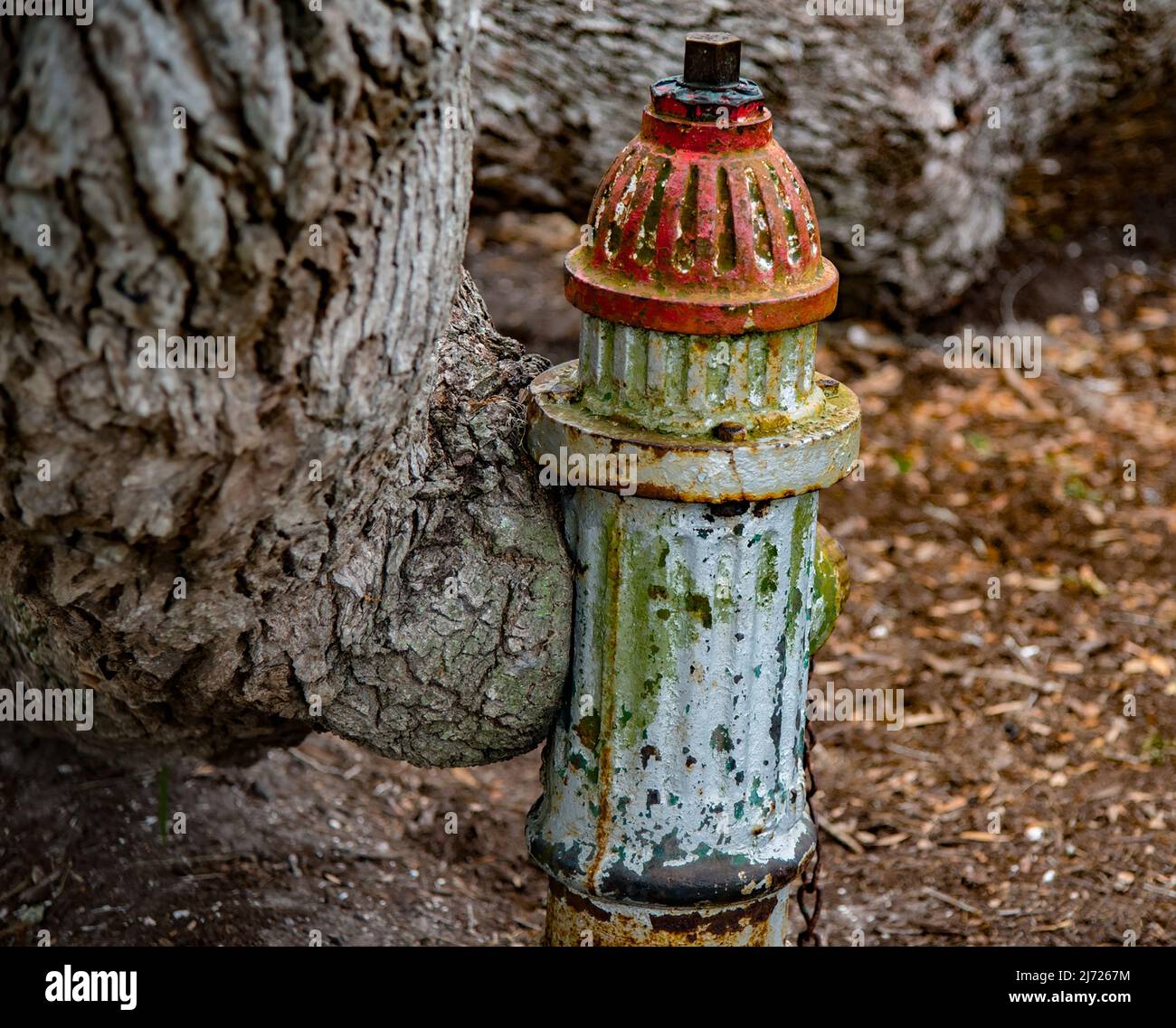 Tree has grown around hi-res stock photography and images - Alamy