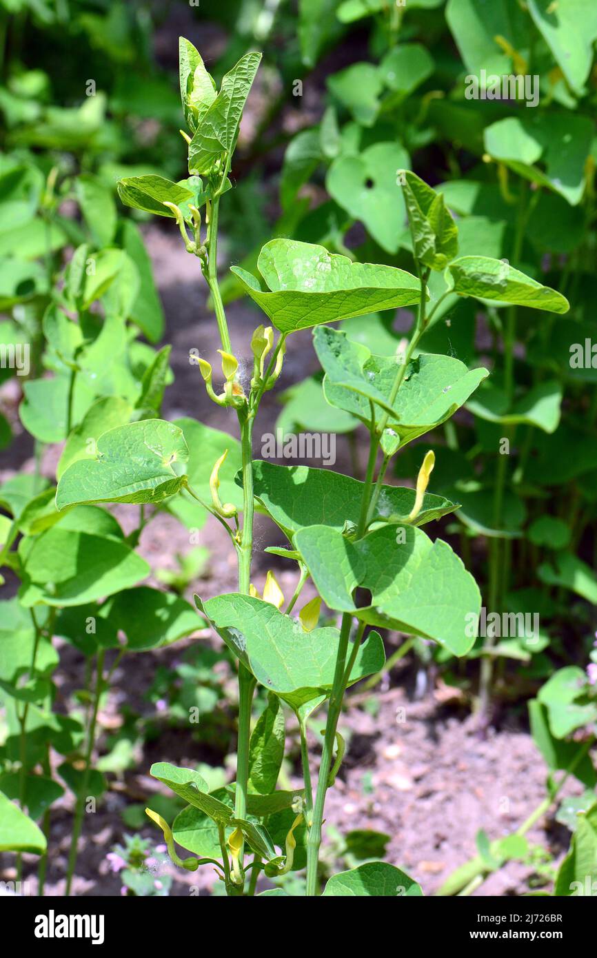 birthwort, Gewöhnliche Osterluzei, Aristolochia clematitis, közönséges ...