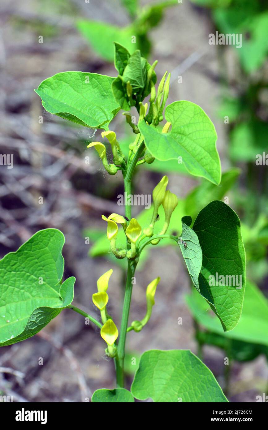 birthwort, Gewöhnliche Osterluzei, Aristolochia clematitis, közönséges ...