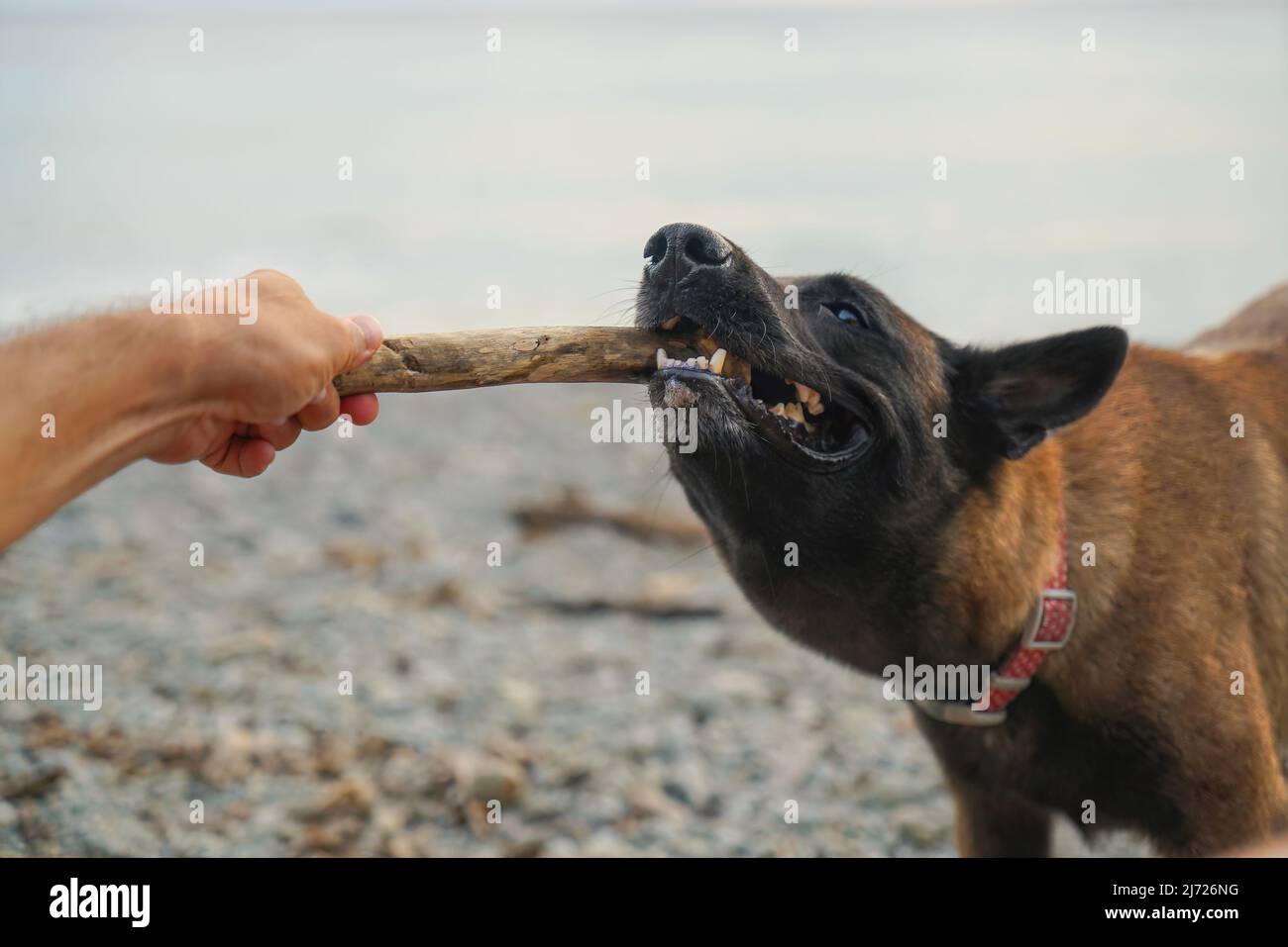 Man trying to take a stick away from the dog outdoors Stock Photo - Alamy