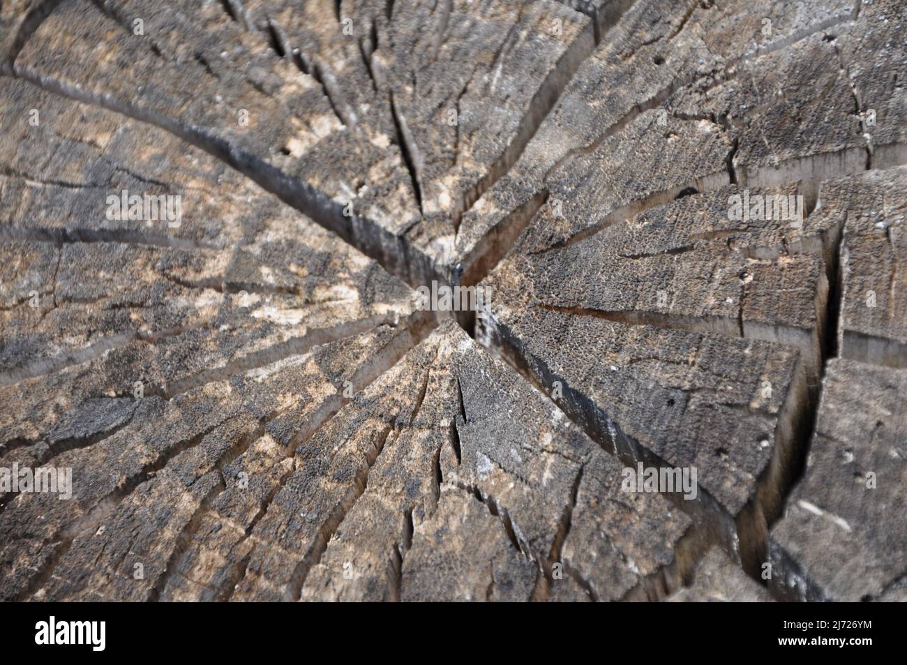 Cracked trunk of tree. Natural Tree Wood Bark Trunk Background ...
