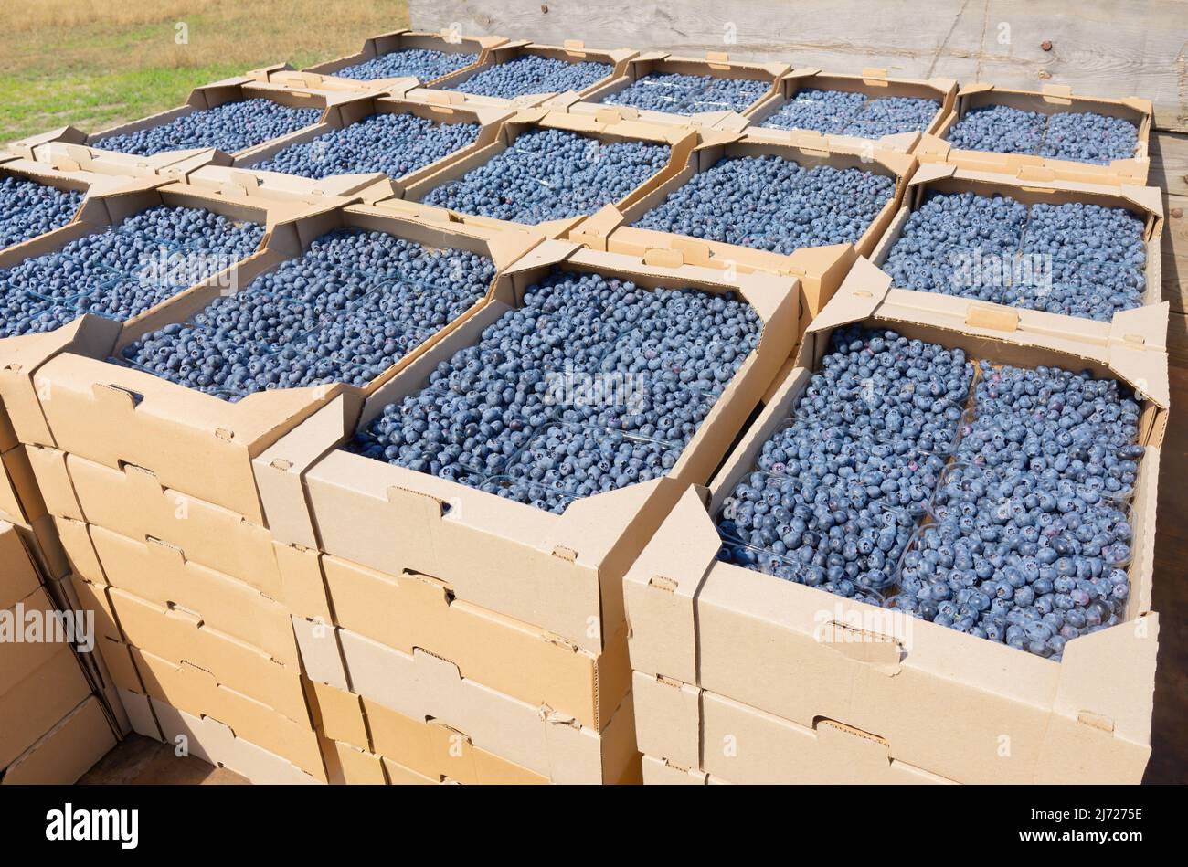 Stacked cardboard boxes of fresh blueberries loaded in the truck ready ...