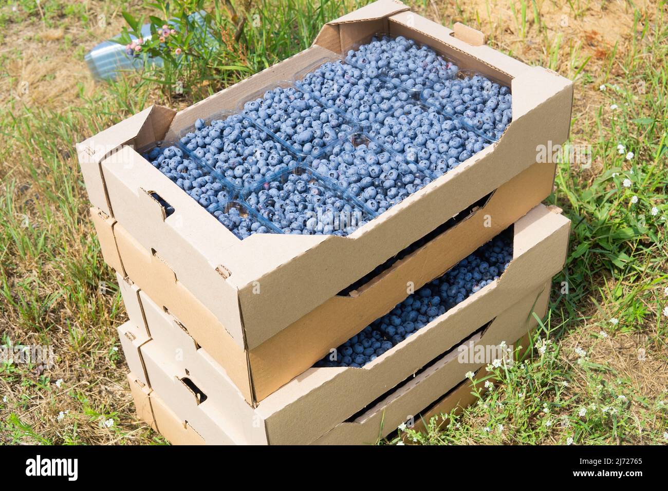 Blueberries cardboard container hi-res stock photography and images - Alamy
