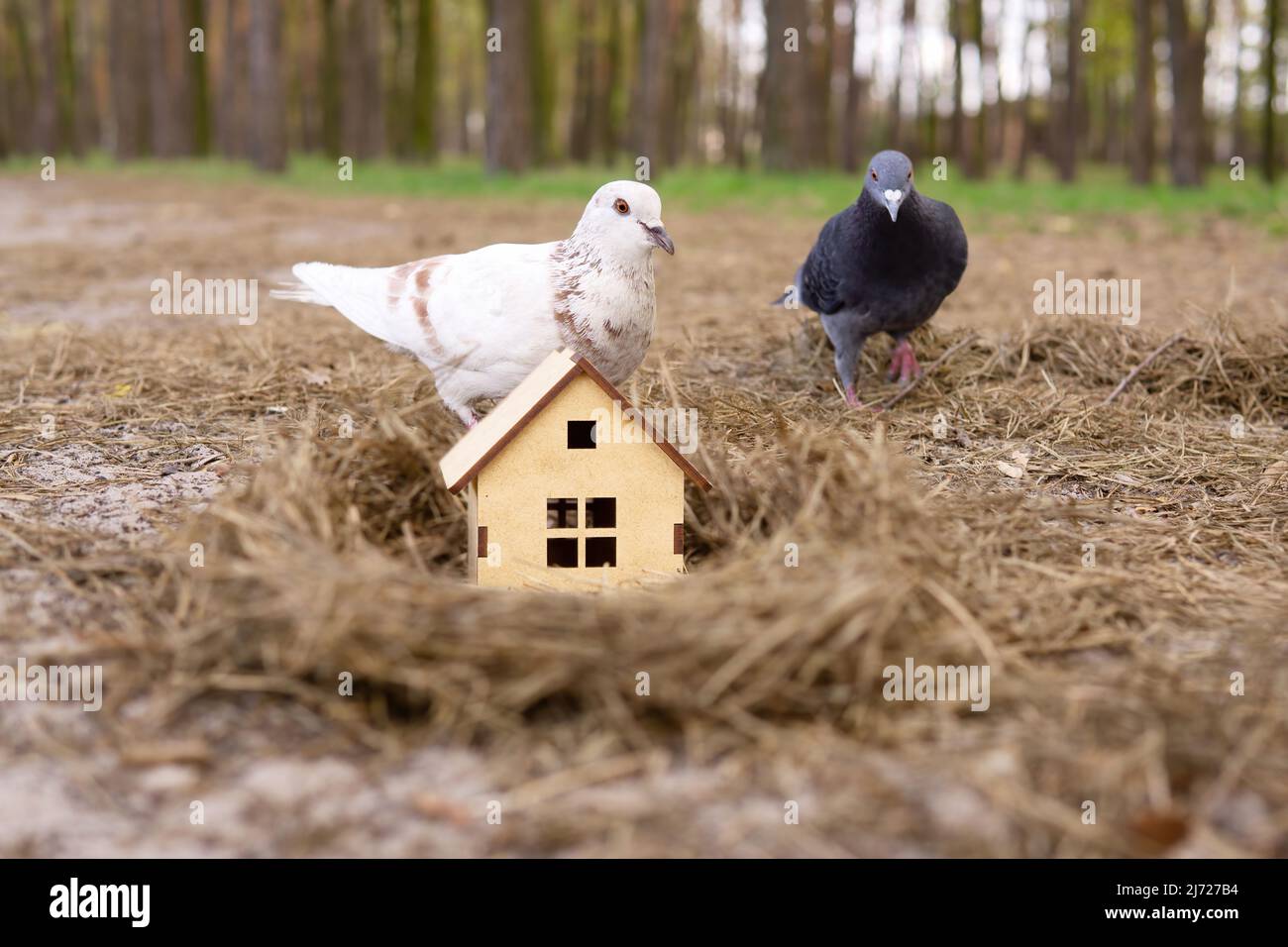 Two pigeons standing by a bird's nest with a wooden house model placed ...