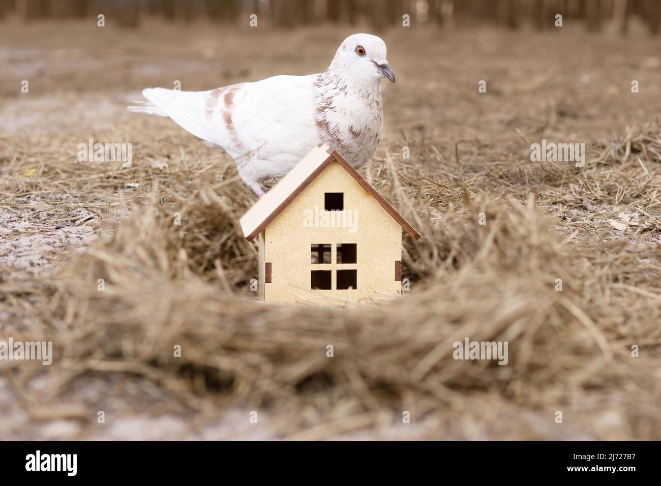 White dove standing by a bird's nest with a wooden house model placed ...