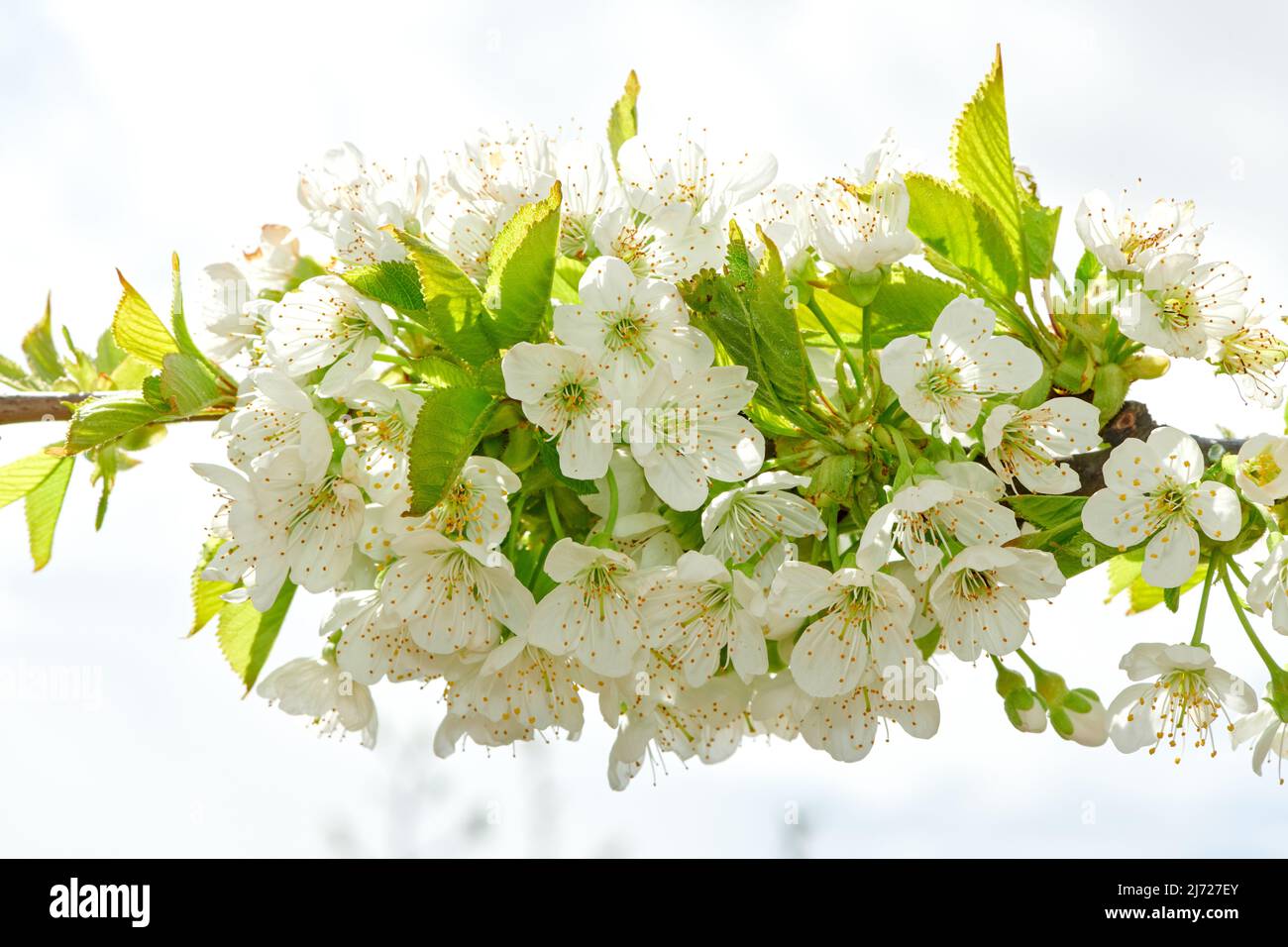 Beautiful cherry blossoms in spring. close-up shot Stock Photo - Alamy