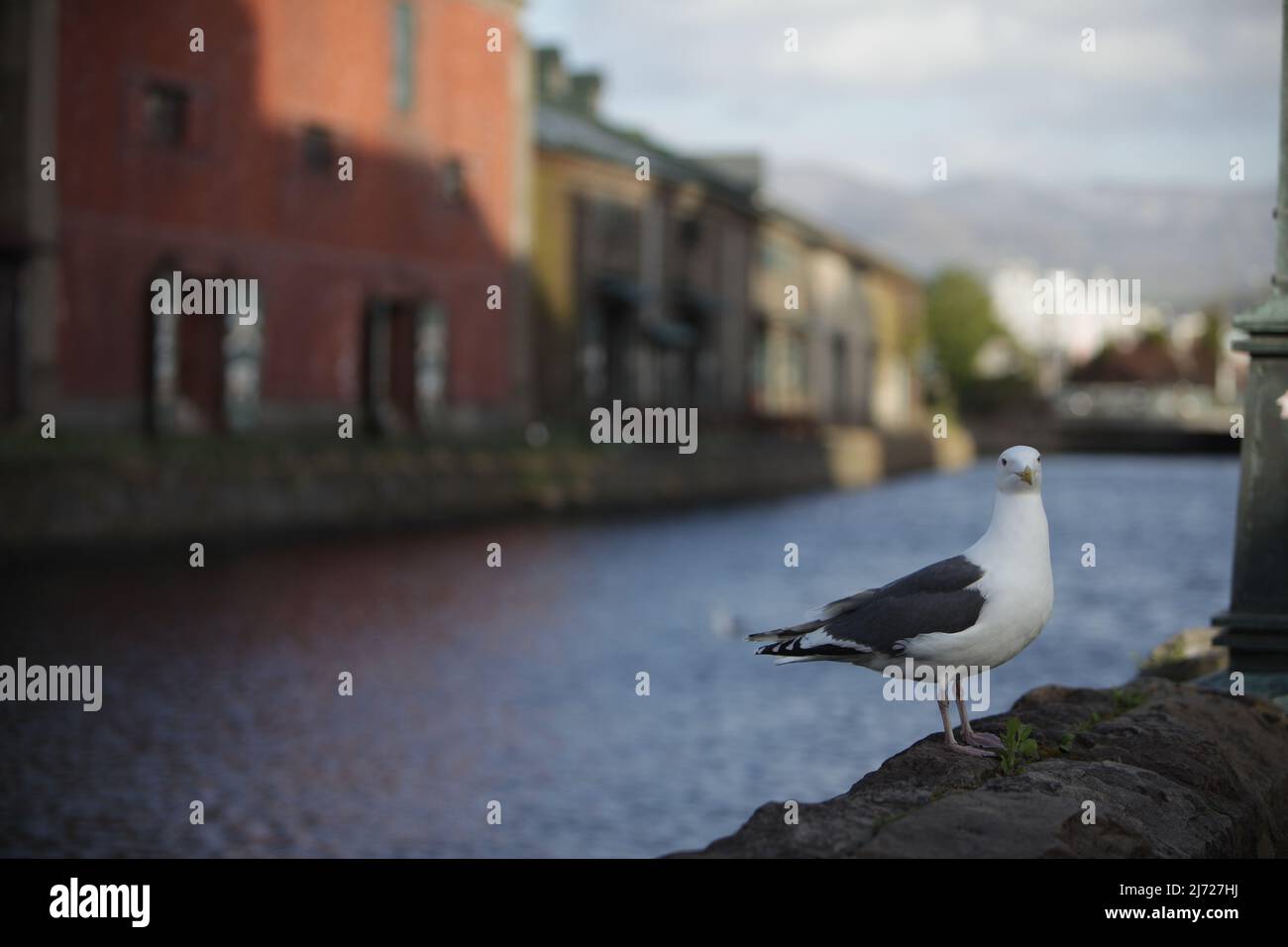 sapporo otaru japan bird Stock Photo - Alamy