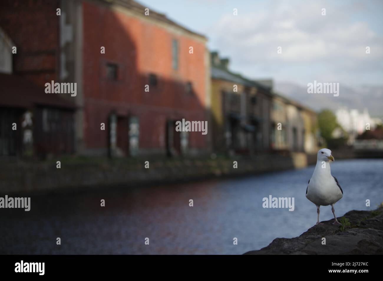 sapporo otaru japan bird Stock Photo - Alamy