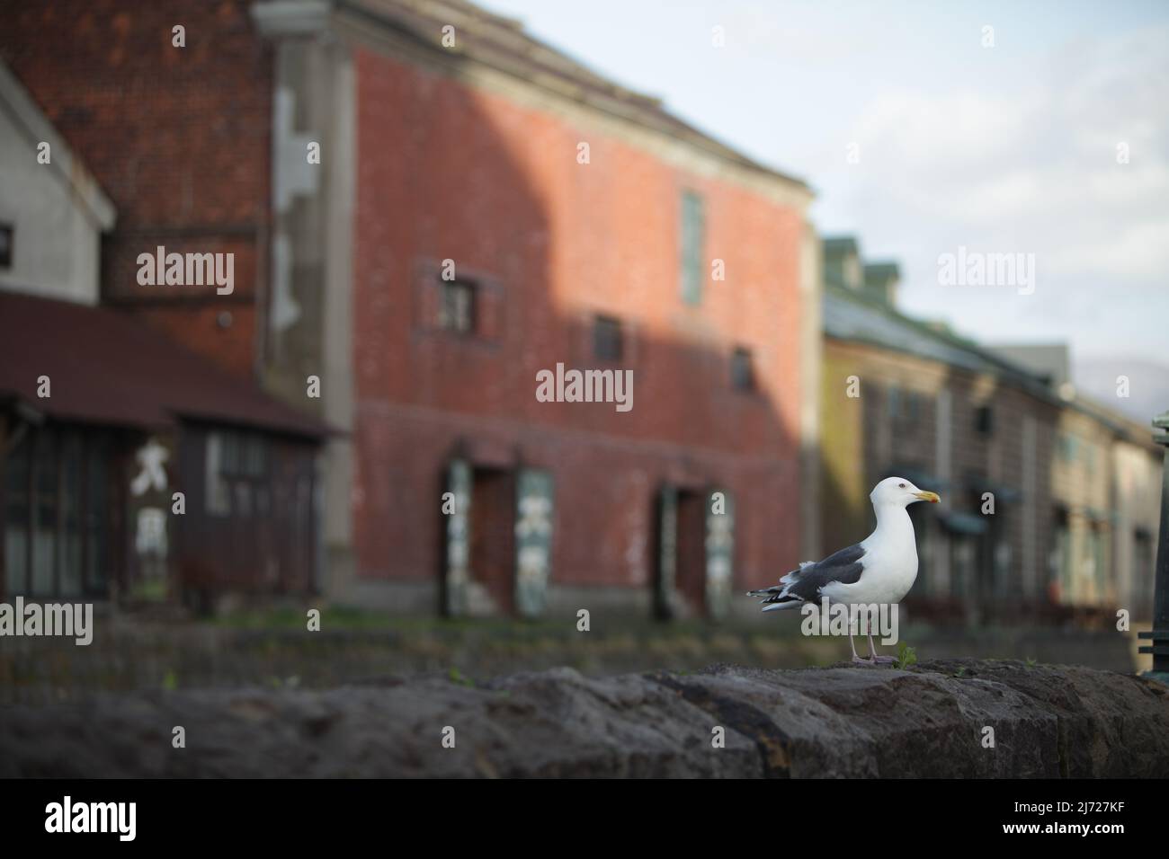 sapporo otaru japan bird Stock Photo - Alamy
