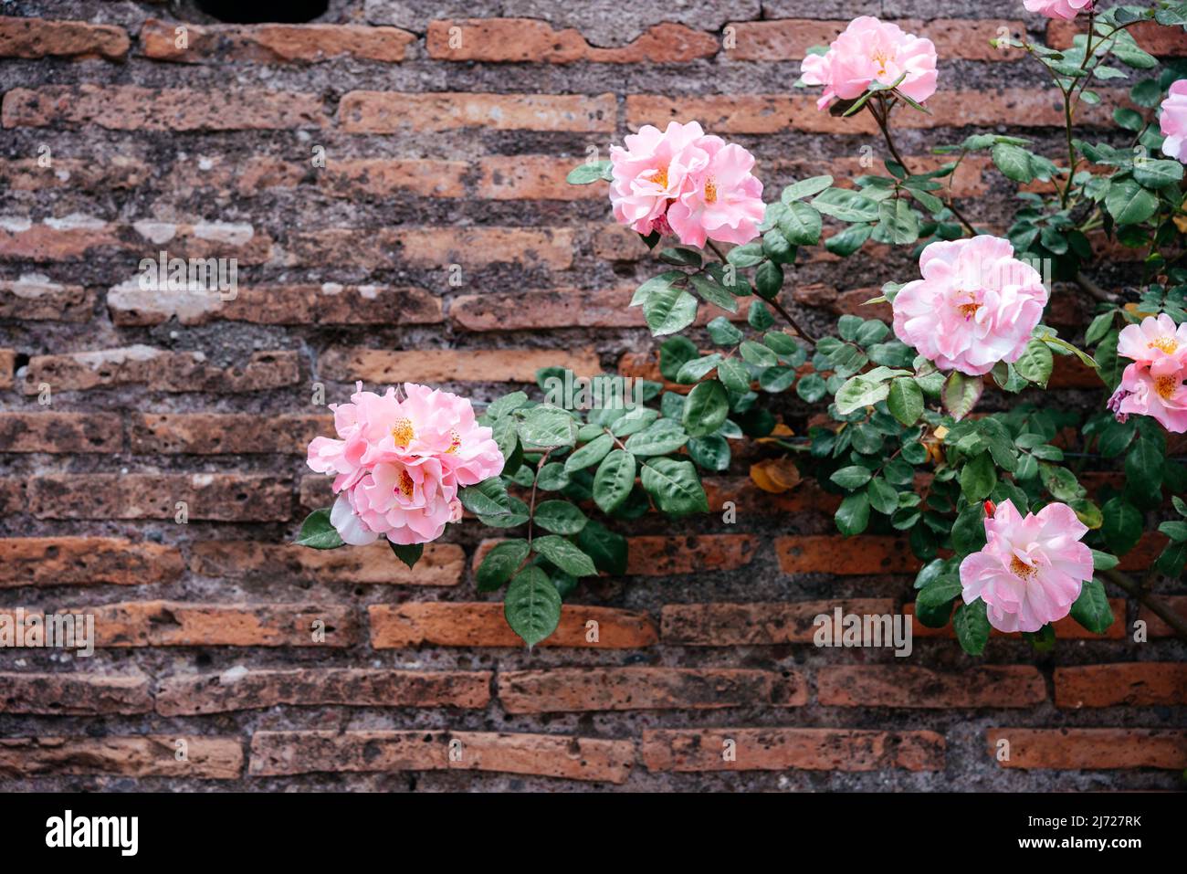 Green vine pink rose hi-res stock photography and images - Alamy