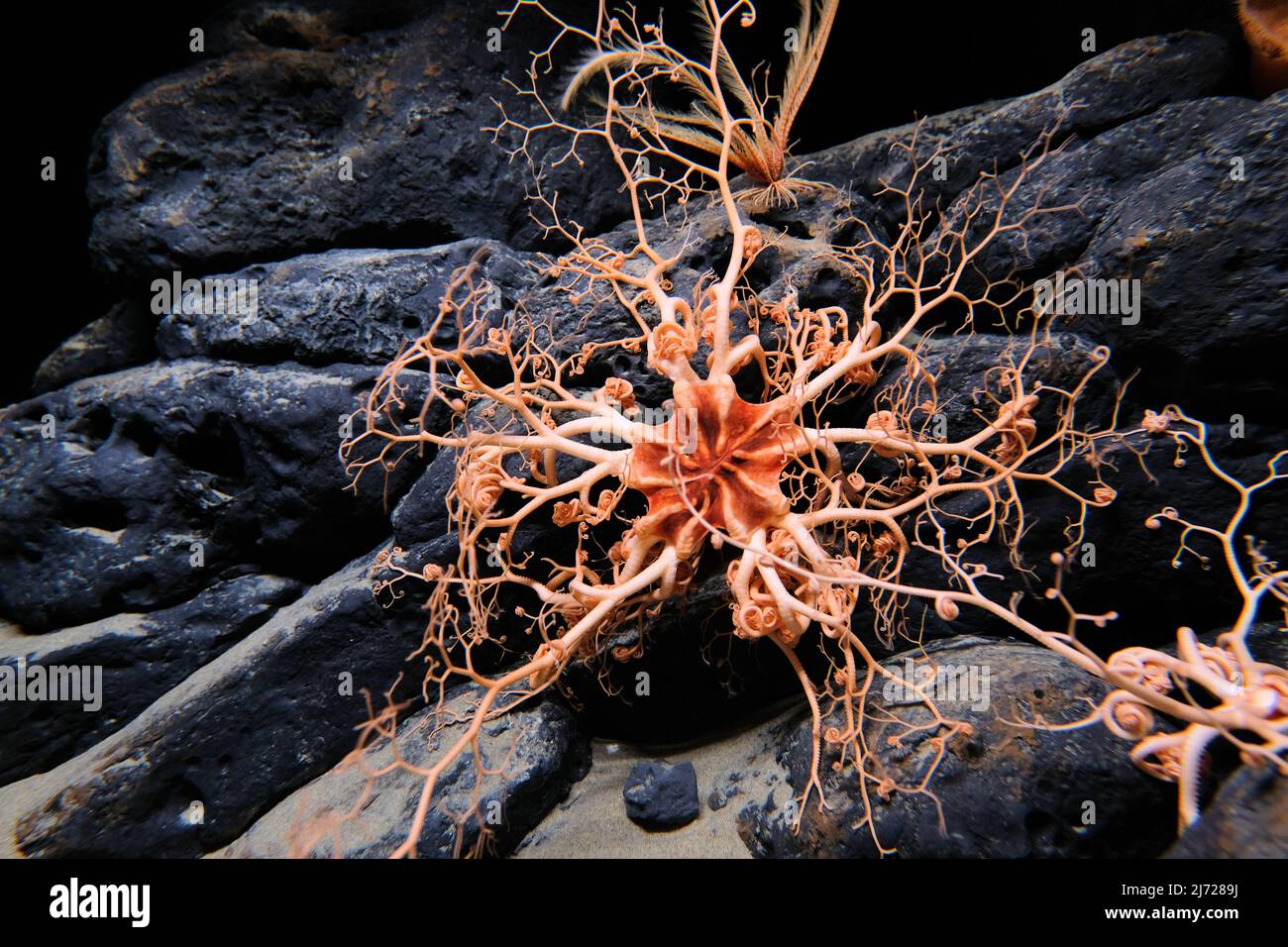 Ophiuroidea hi-res stock photography and images - Alamy