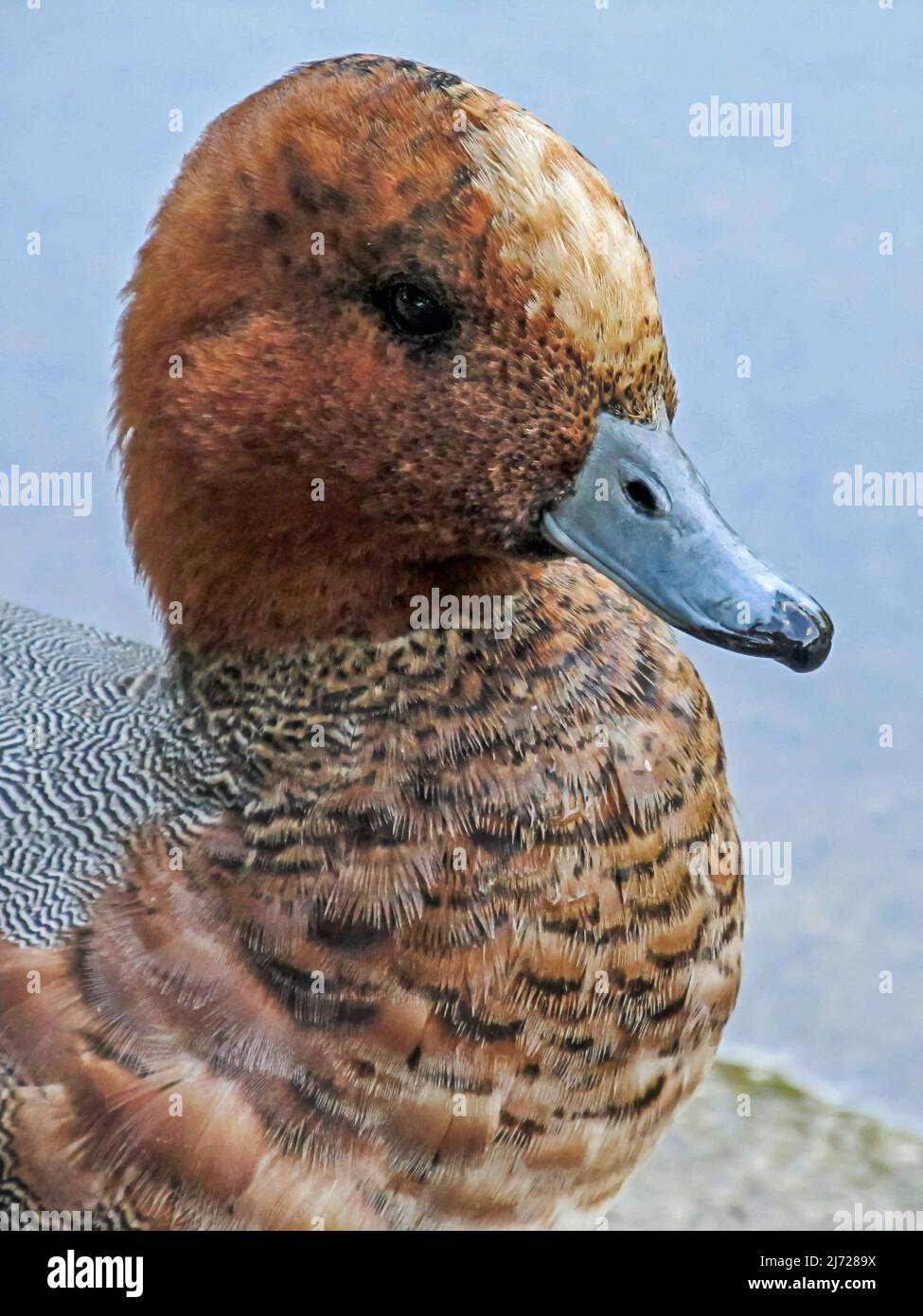 Duck profile photo hi-res stock photography and images - Alamy