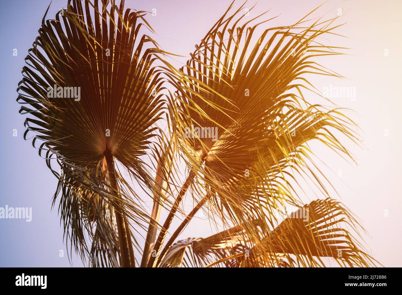 green palm leaves and branches of a tropical exotic palm tree at sunset ...