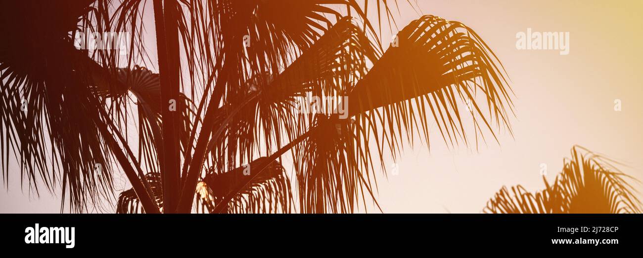 green palm leaves and branches of a tropical exotic palm tree at sunset ...