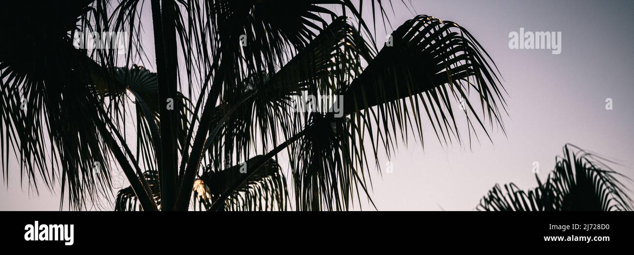 Black And White Palm Tree Twitter Headers