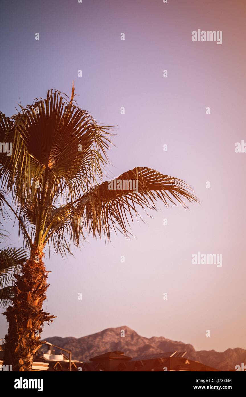 green palm leaves and branches of a tropical exotic palm tree at sunset ...