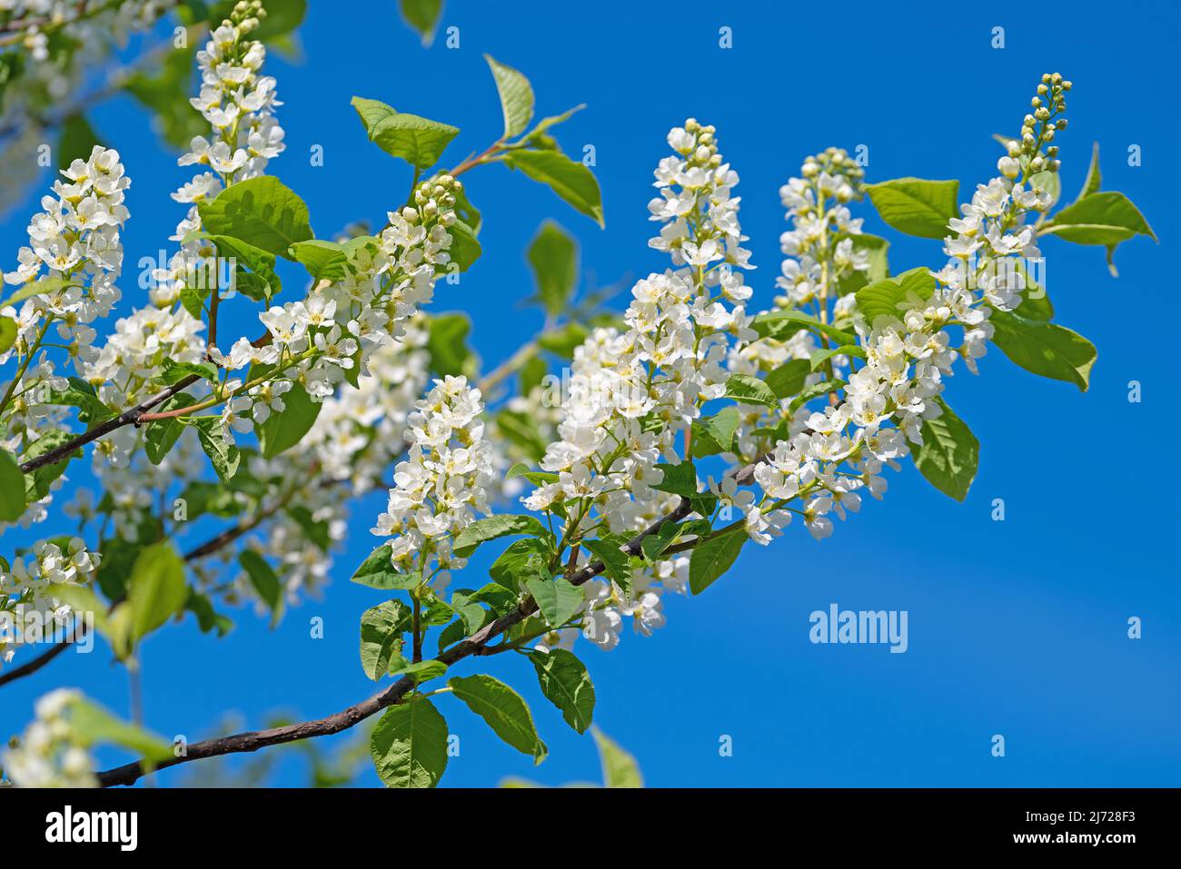 Grape cherry trees hi-res stock photography and images - Alamy