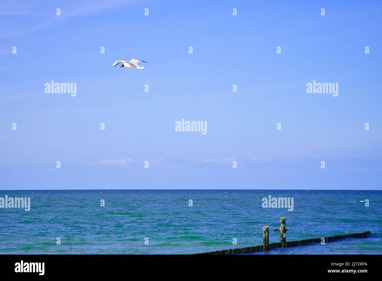 Groynes jutting into the Baltic Sea. Seagulls sit on the groynes ...