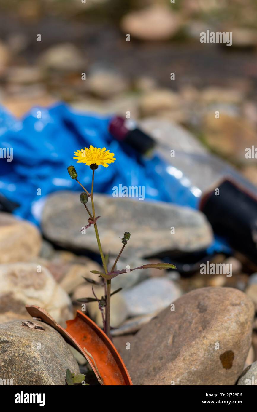 Garbage dump growing flower plant hi-res stock photography and images ...