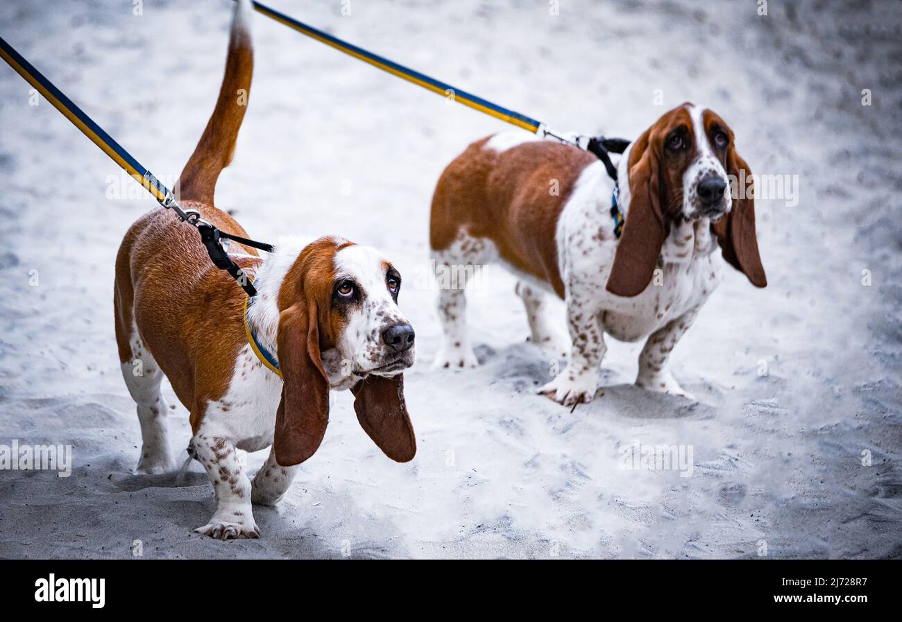 Basset on beach hi-res stock photography and images - Alamy
