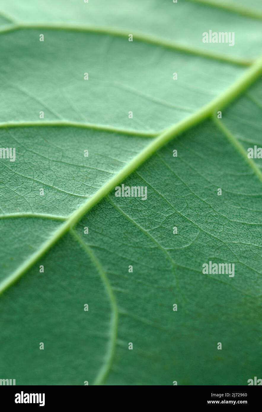 Underside of a leaf hi-res stock photography and images - Alamy