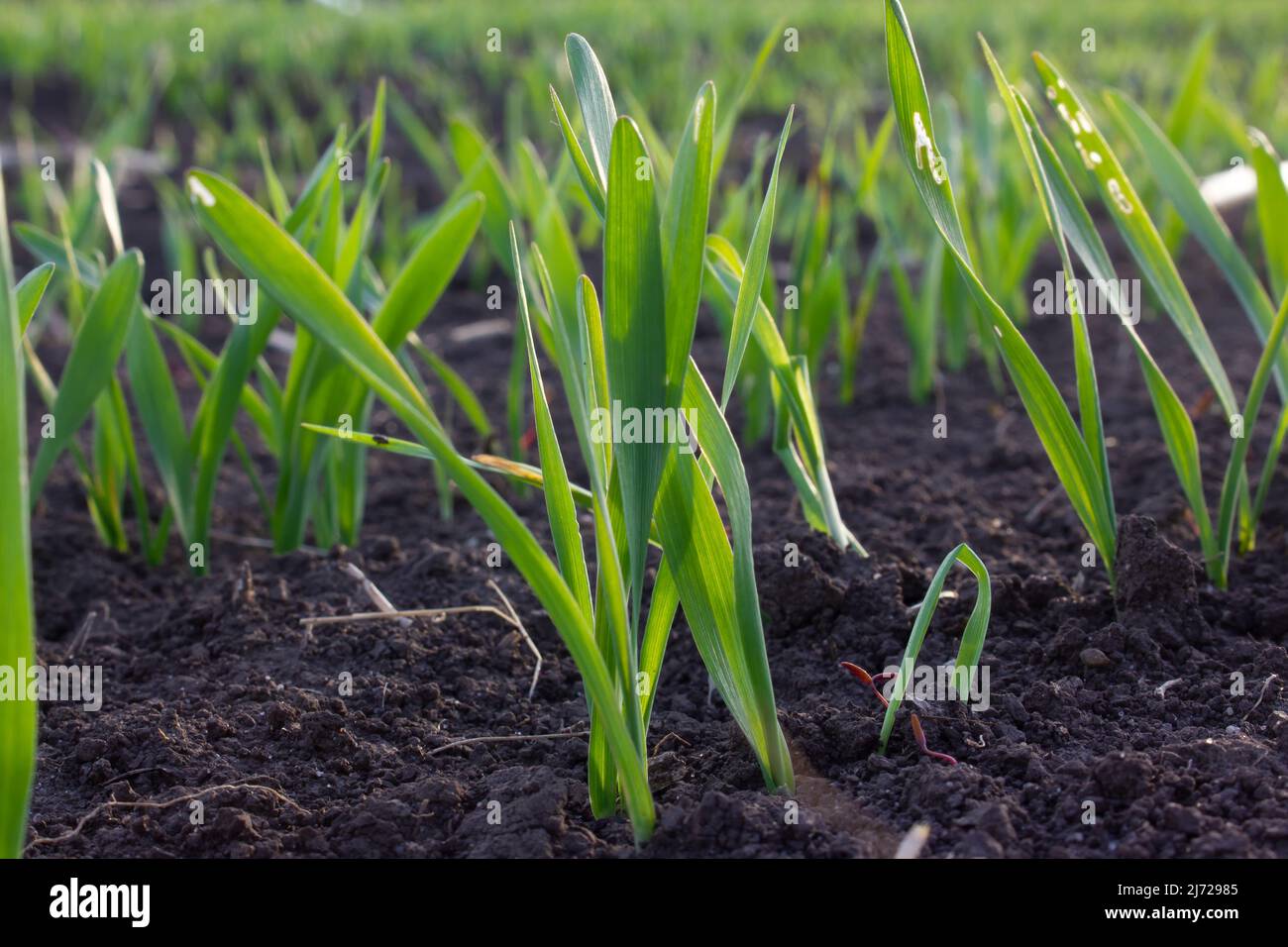 Wheat sprouts sprouted in the soil. Damaged leaves by insect parasites ...