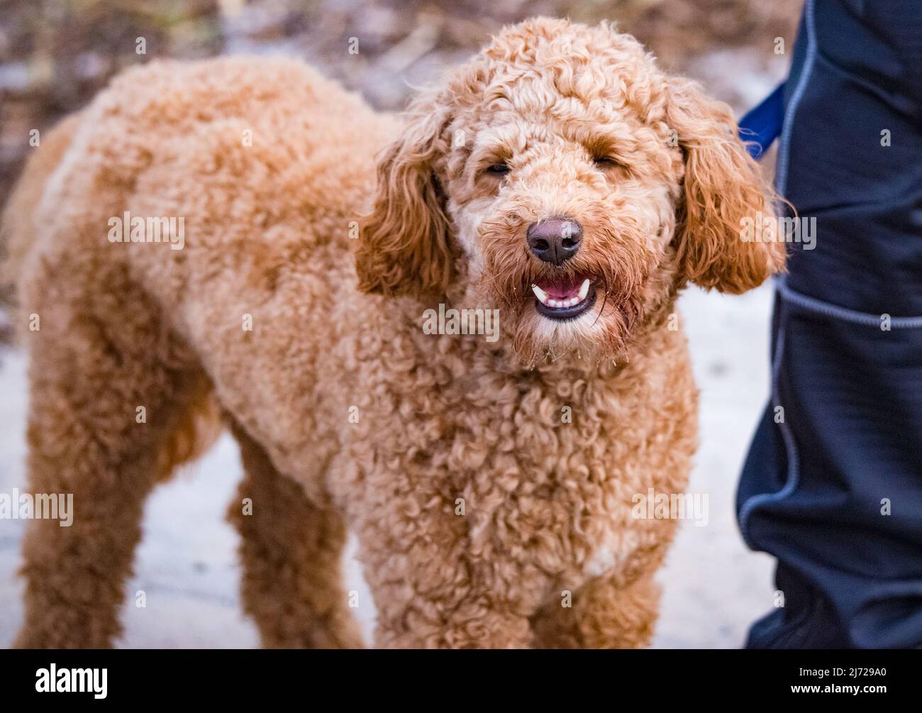 Basset on beach hi-res stock photography and images - Alamy