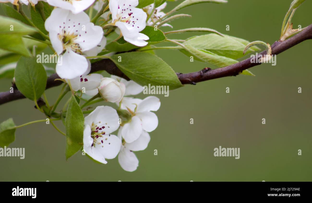 Pear color close-up. Branch with flowers of a fruit tree Stock Photo ...