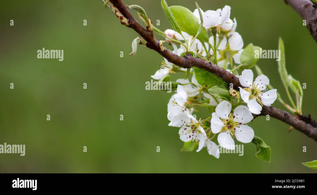 Water pear tree leaf hi-res stock photography and images - Alamy