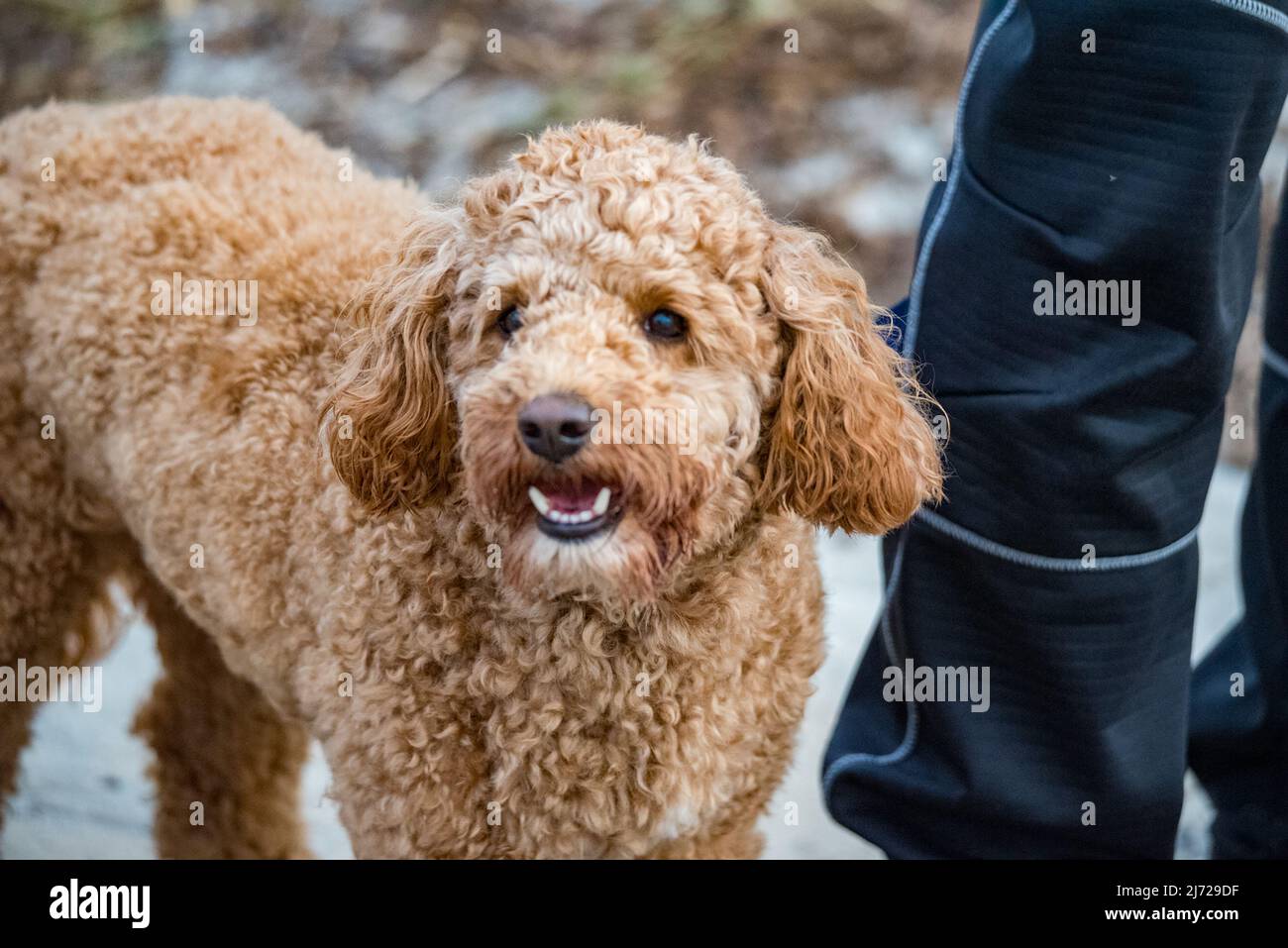 Basset on beach hi-res stock photography and images - Alamy