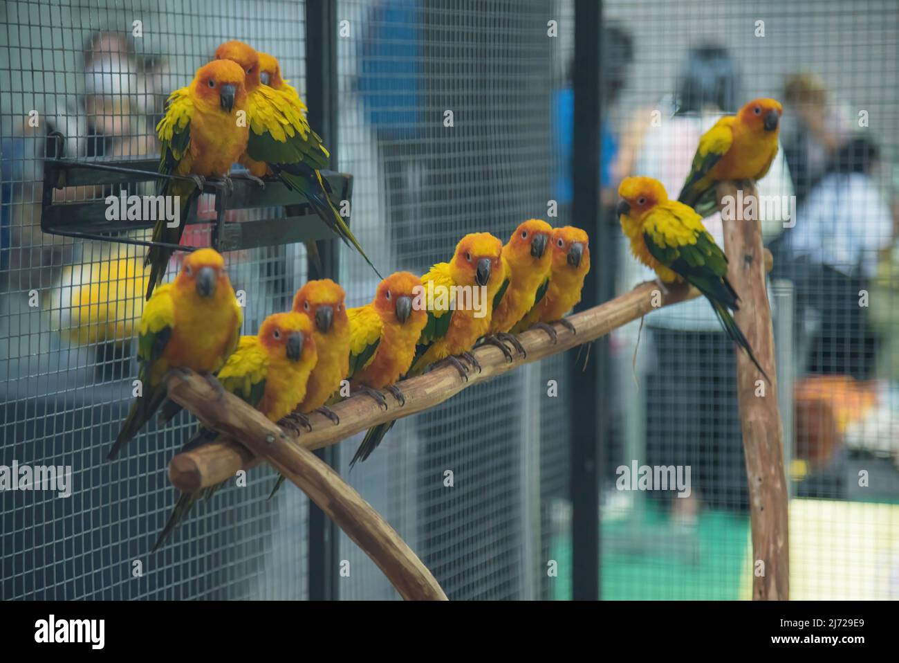 Parrots seen perched on a branch in their cage during the Pet Expo ...