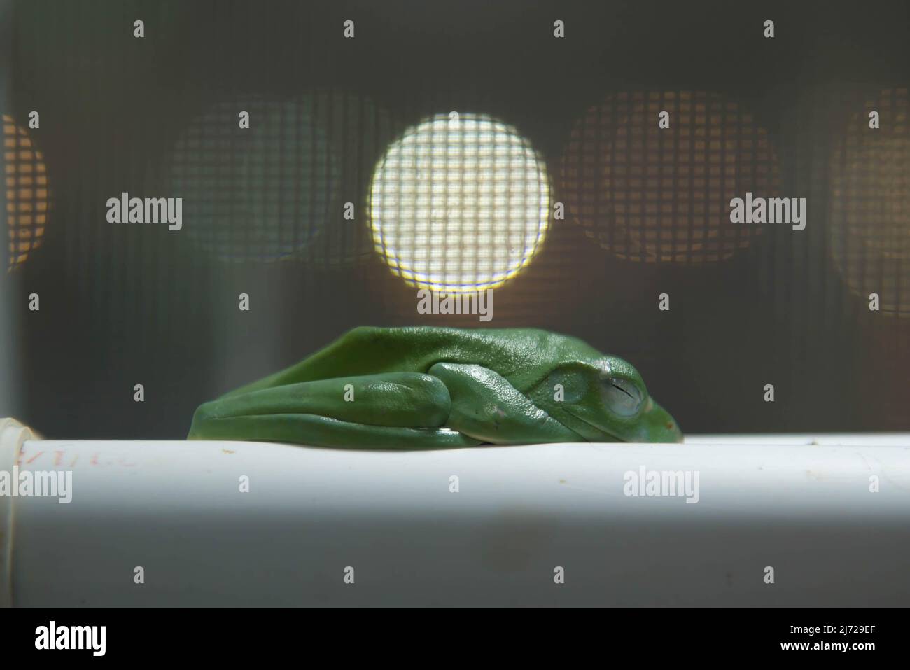 A frog seen sleeping on a pipe in a cage during the Pet Expo Thailand ...