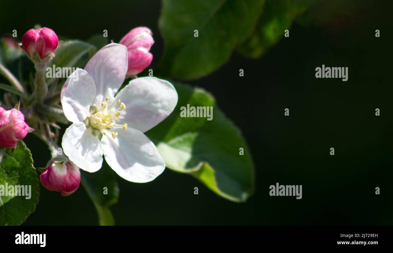 Botanical print of apple tree hi-res stock photography and images - Alamy