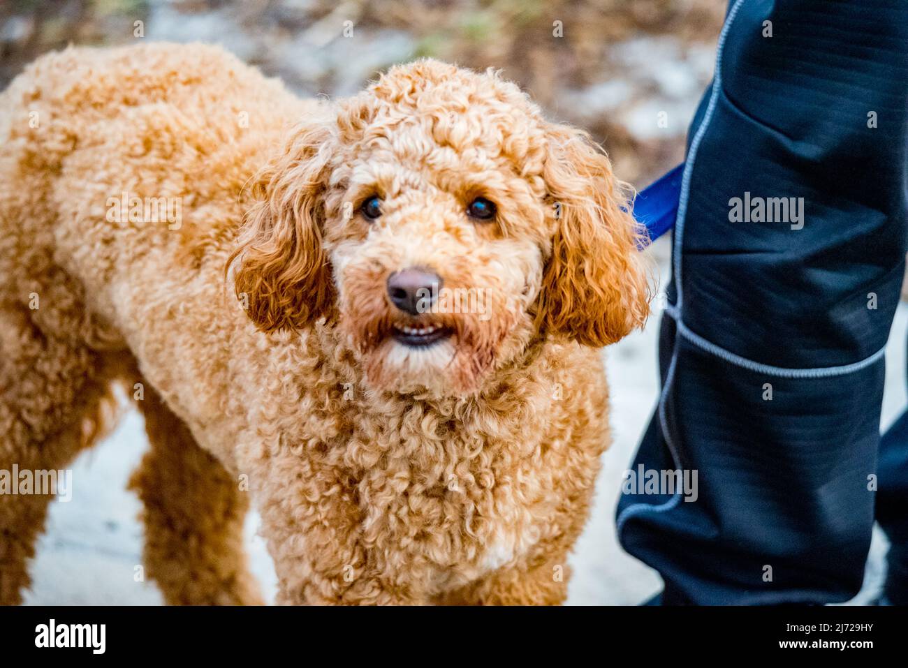 Basset on beach hi-res stock photography and images - Alamy