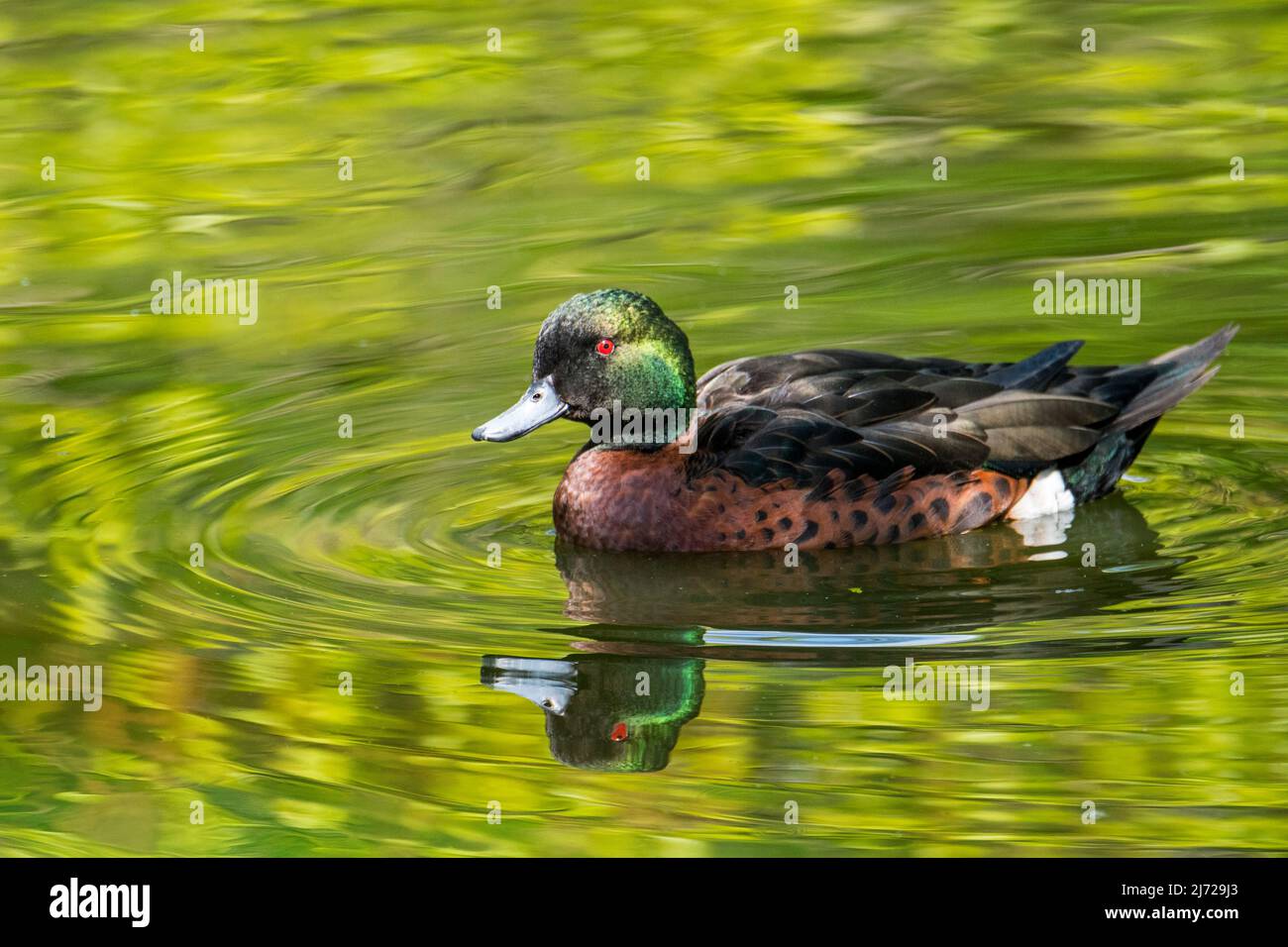 Chestnut teal (Anas castanea) male swimming in pond, dabbling duck ...