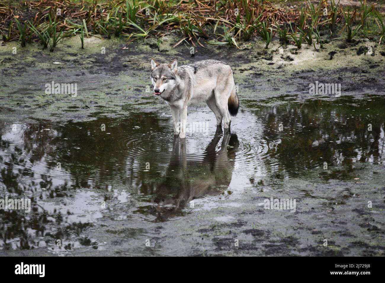 Wolf walking in the water Stock Photo - Alamy