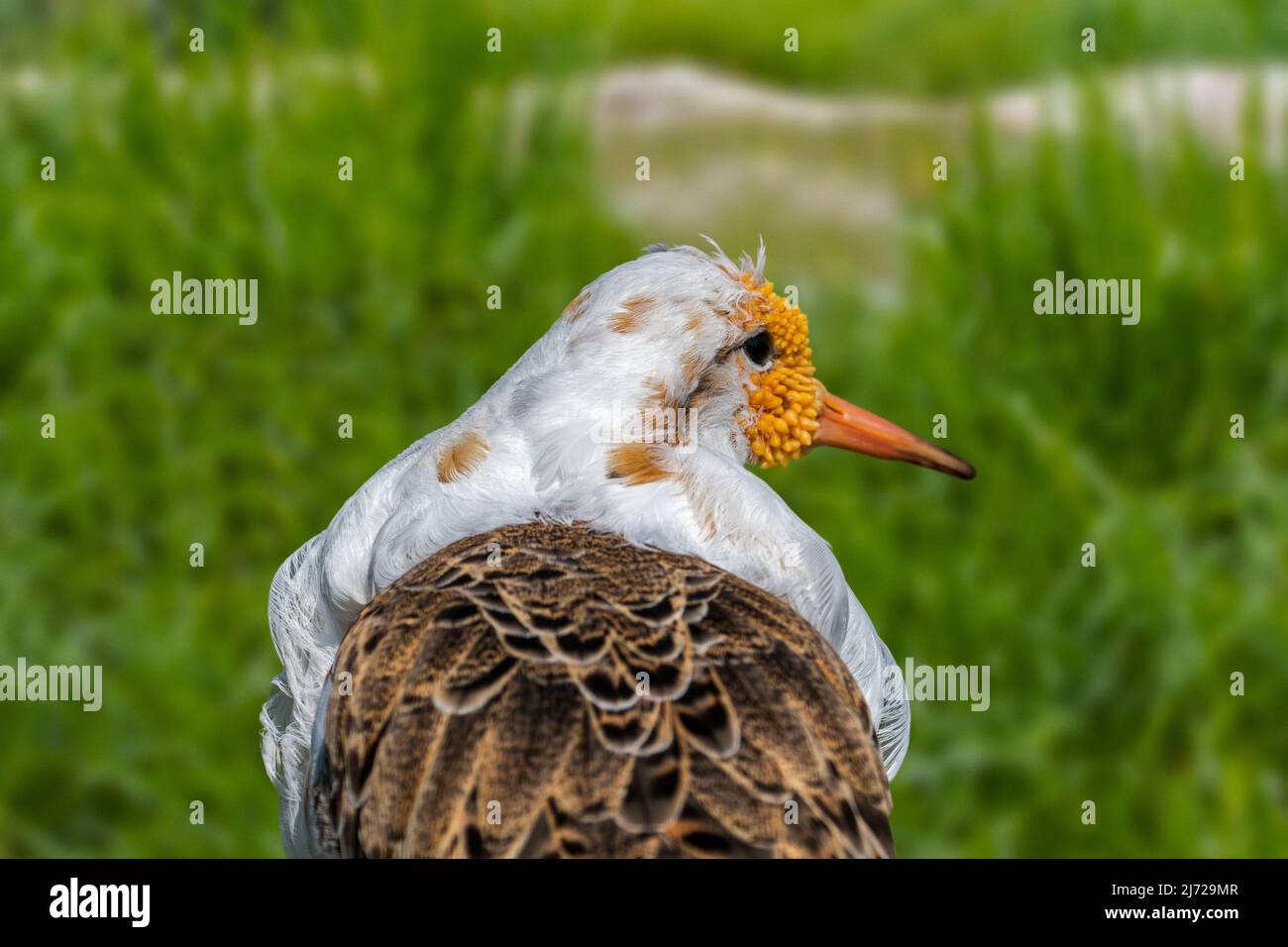 White ruffs hi-res stock photography and images - Alamy