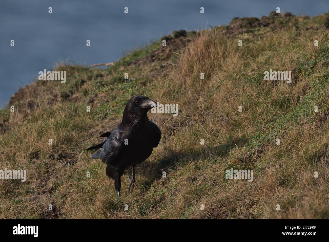 Raven photography hi-res stock photography and images - Alamy
