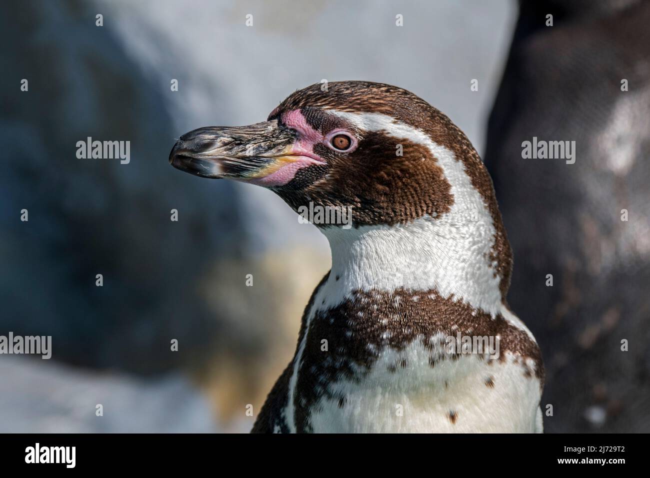 Humboldt penguin / Peruvian penguin (Spheniscus humboldti) native to ...
