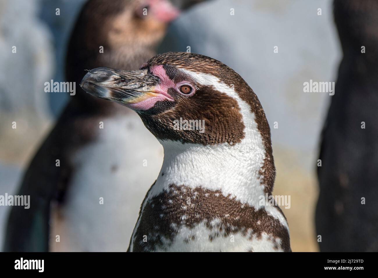 Humboldt penguins / Peruvian penguin (Spheniscus humboldti) native to ...