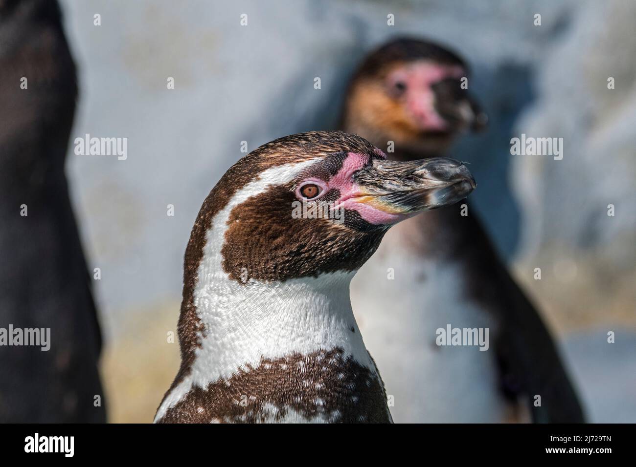 Humboldt penguins / Peruvian penguin (Spheniscus humboldti) native to ...